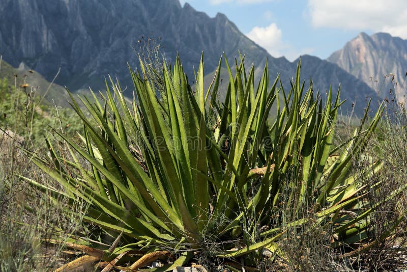 Beautiful Green Agave Growing Near Mountains Outdoors Stock Photo ...