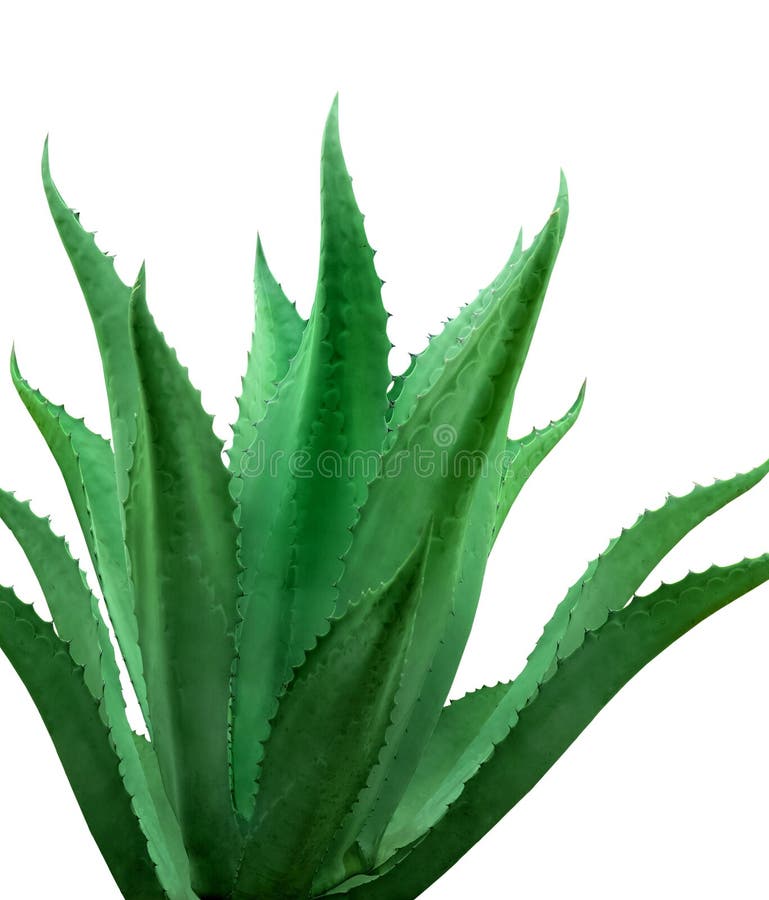 Beautiful Green Agave Plant on White Background Stock Image - Image of ...