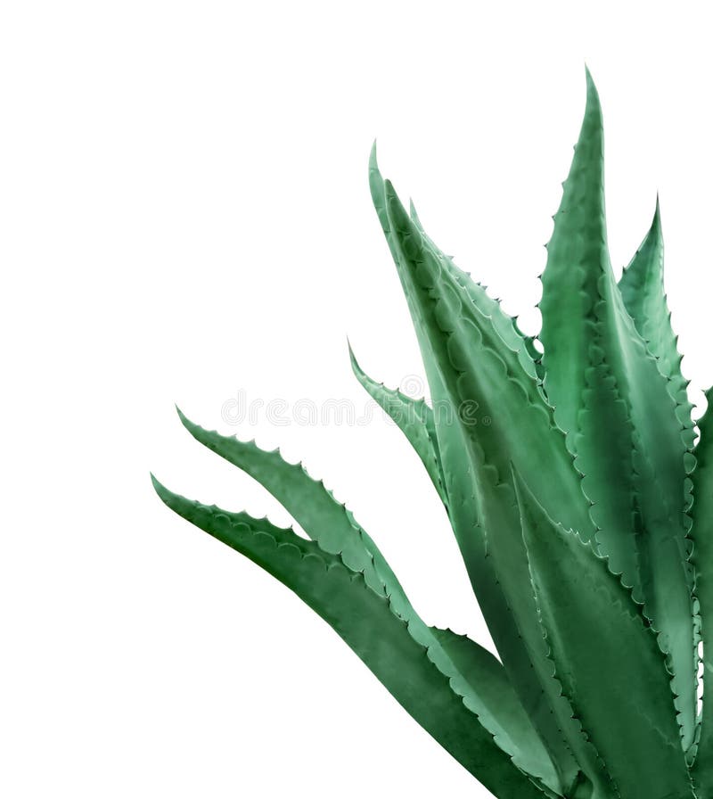 Beautiful Green Agave Plant on White Background Stock Image - Image of ...