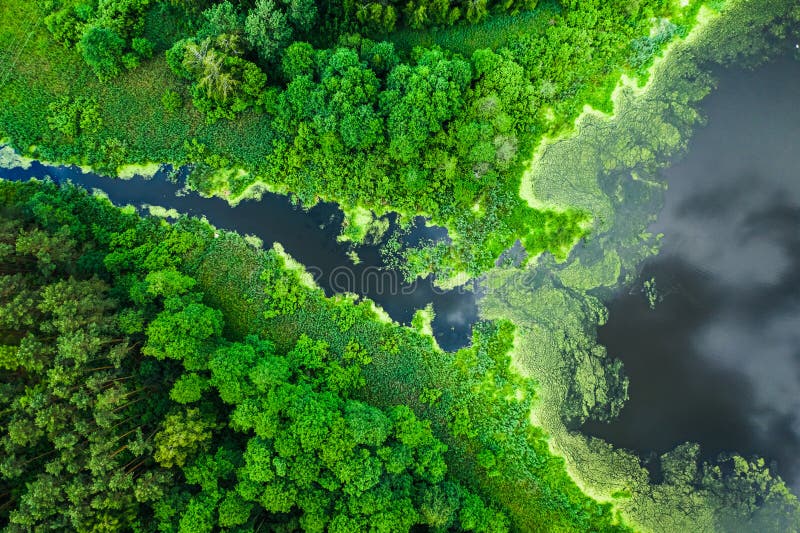 Beautiful Green Algae on the Lake in Summer, Aerial View Stock Photo ...