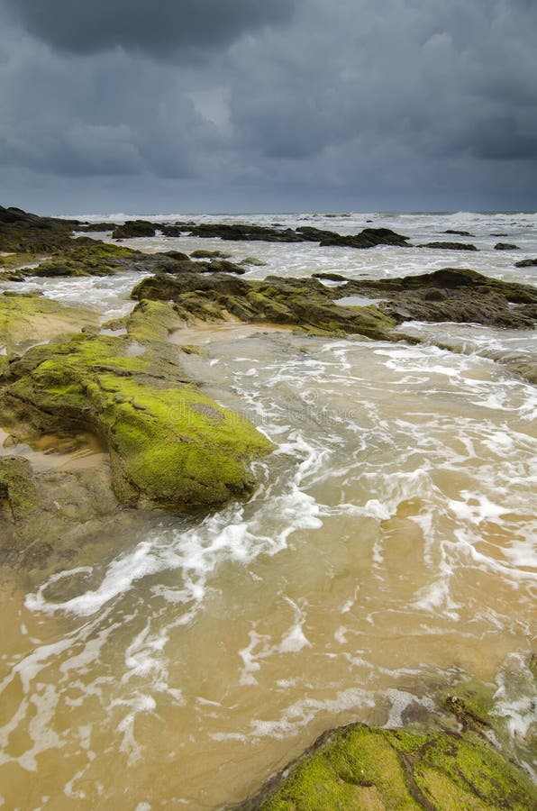 Beautiful Green Algae on the Stone at the Beach during Low Tide Water ...