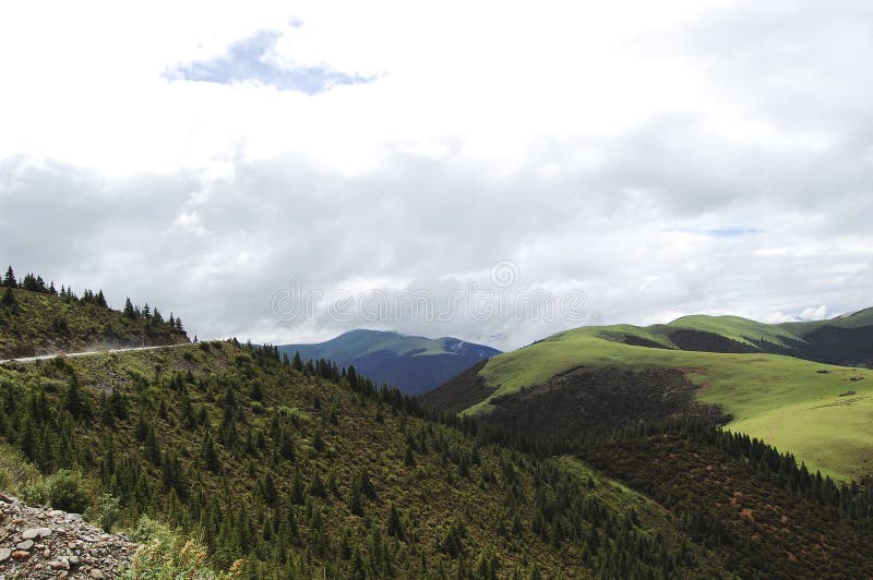 Beautiful Green Alpine Vegetation on the Mountain Stock Image - Image ...