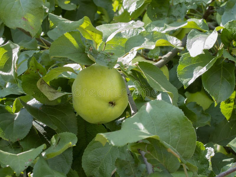 Beautiful Green Apple is Growing on the Tree Stock Image - Image of ...