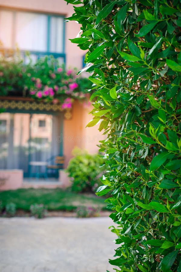 Beautiful Green Arch with Decorative Tree at the Hotel Stock Image ...
