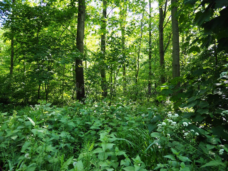 Beautiful Green Area of a Forest Stock Photo - Image of beech, outdoor ...