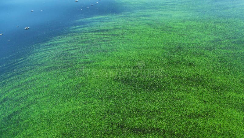 Green abstract background. stock photo. Image of beauty - 124969098