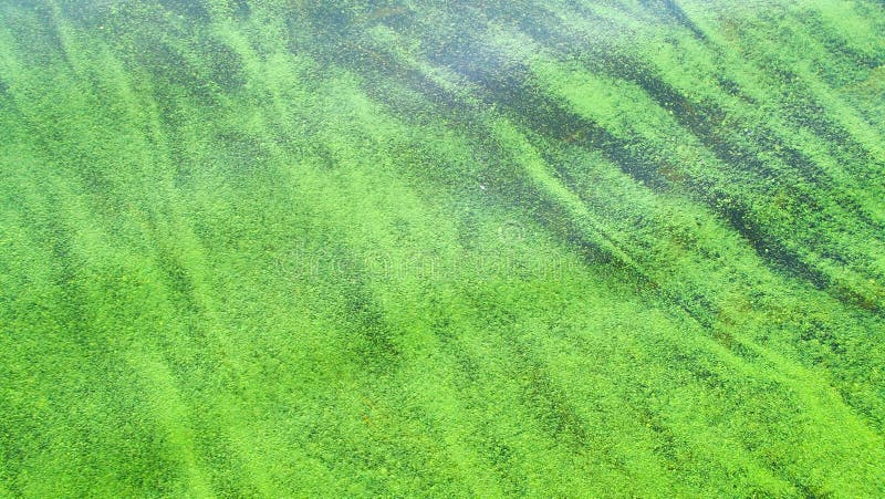 Green abstract background. stock image. Image of background - 124969129