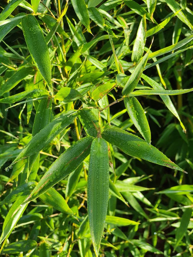 A Beautiful Green Bamboo stock image. Image of plant - 200738083
