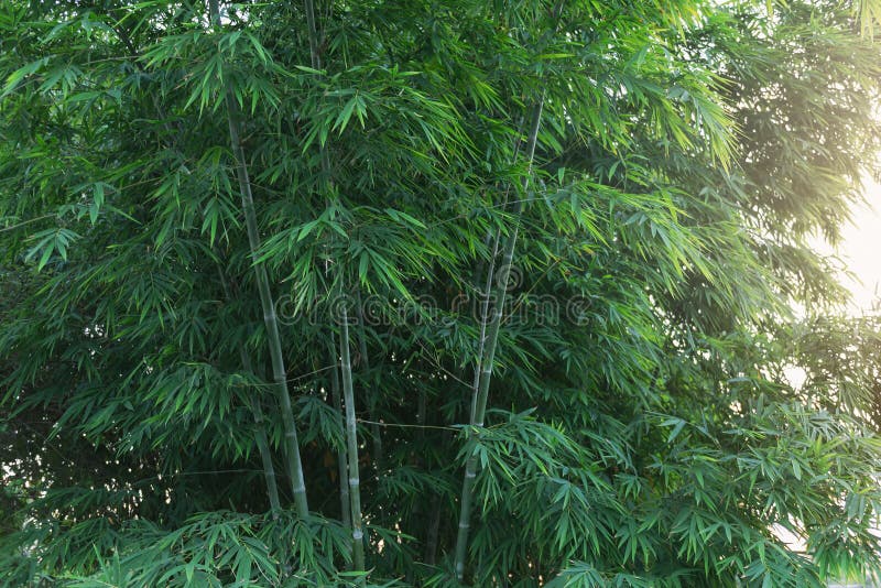 Beautiful Green Bamboo stock photo. Image of forest - 151014888