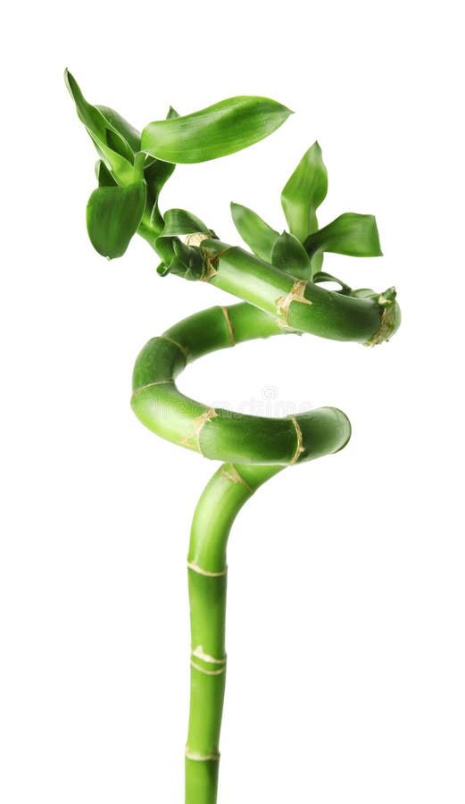 Beautiful Green Bamboo Stem with Leaves Isolated on White Stock Image ...