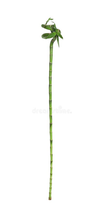 Beautiful Green Bamboo Stem on White Background Stock Image - Image of ...