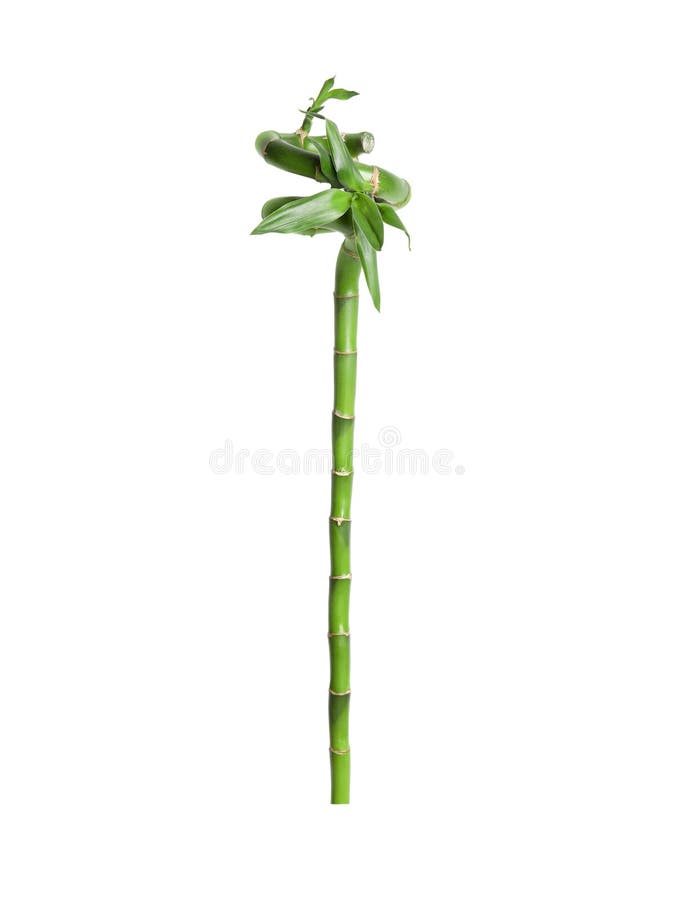 Beautiful Green Bamboo Stem on White Background Stock Image - Image of ...