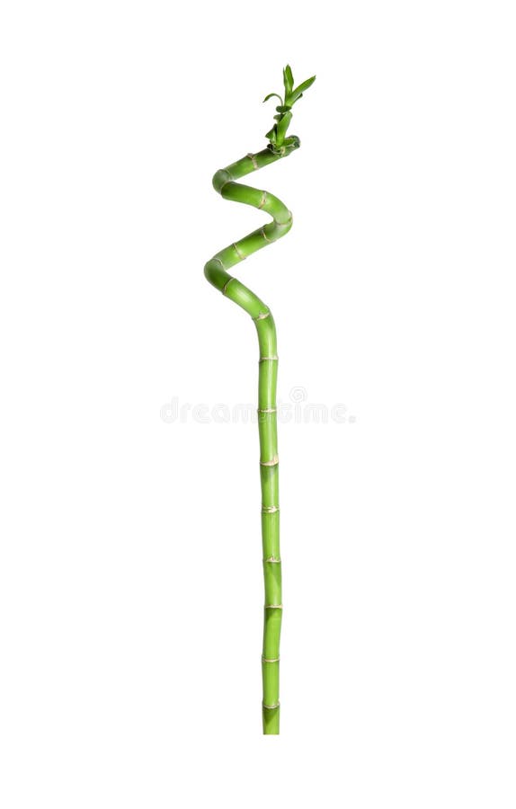 Beautiful Green Bamboo Stem on White Background Stock Image - Image of ...
