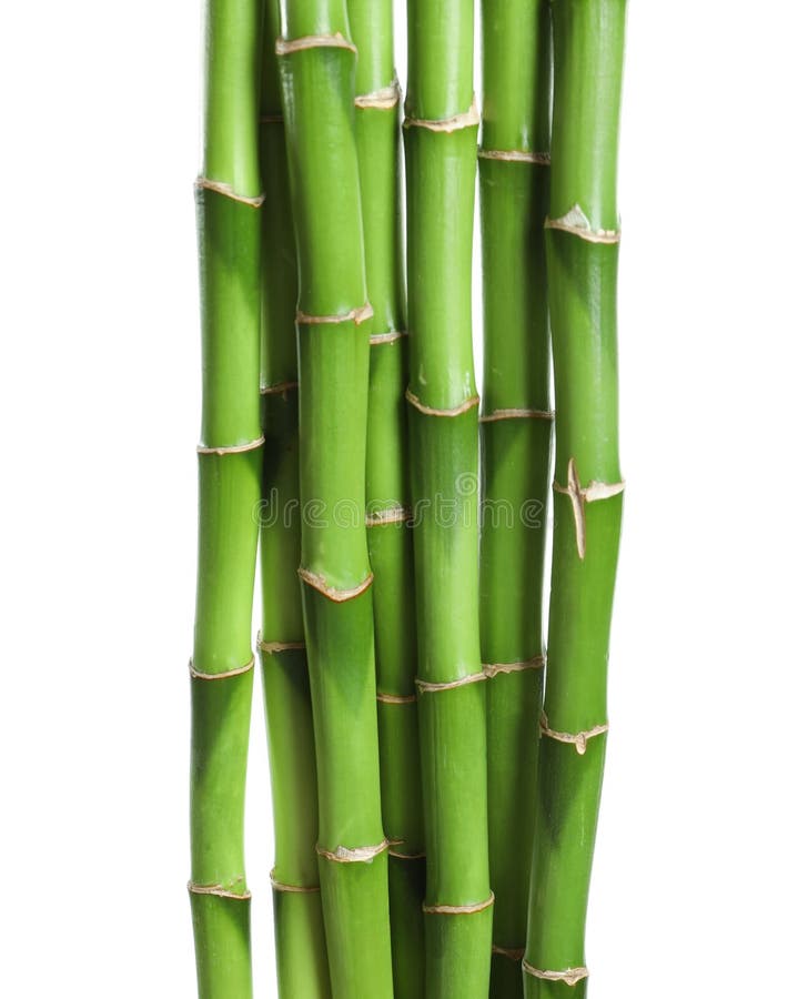 Beautiful Green Bamboo Stems Stock Photo - Image of beautiful, fresh ...