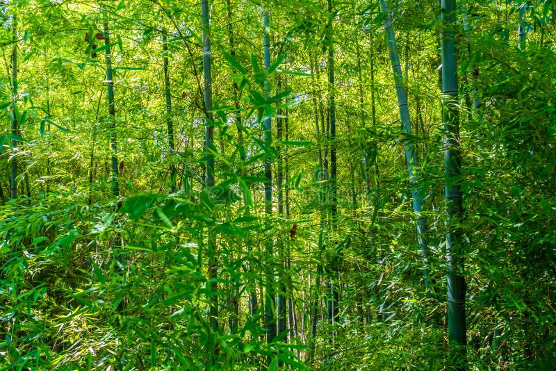 Beautiful Green Bamboo Tree in the Forest Stock Image - Image of growth ...
