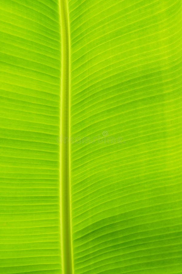 Beautiful Green Banana Leaf Backlit Sun Texture Background Pattern ...
