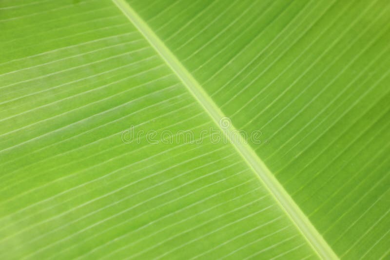 Beautiful Green Banana Tree Leaf As Background, Closeup Stock Image ...