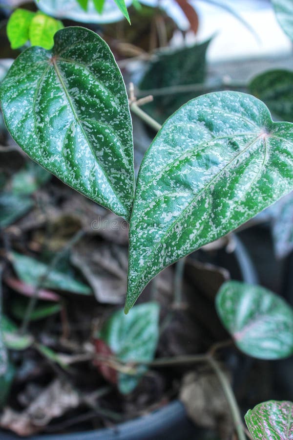 Beautiful Green Betel Leaf in a Pot Stock Photo - Image of closeup ...