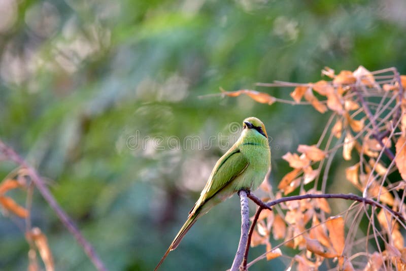 Green Birds Seating on the Tree Stock Image - Image of love, tree ...