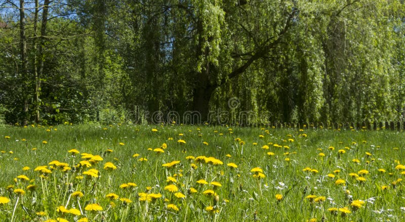 Beautiful Green Blooming Spring Meadow Stock Photo - Image of wallpaper ...