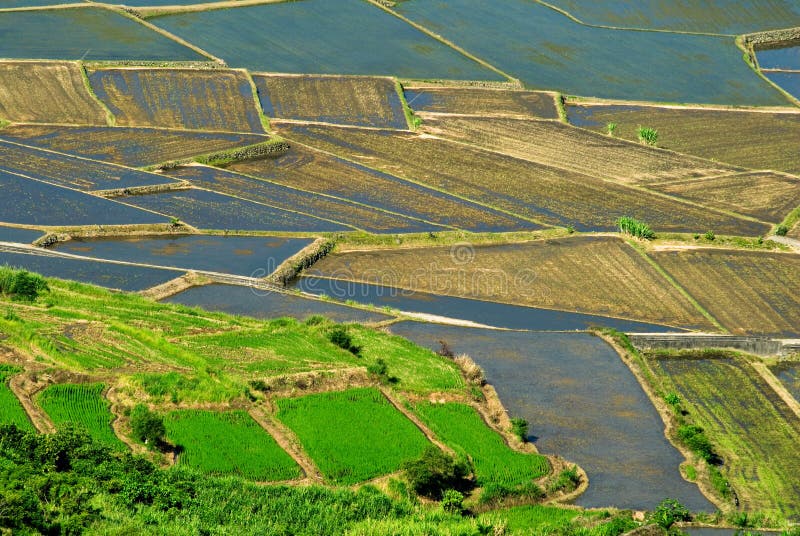 Beautiful green farm stock photo. Image of farm, nature - 10811640