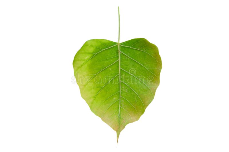 Beautiful Green Bo leaf stock image. Image of buddhist - 348746413