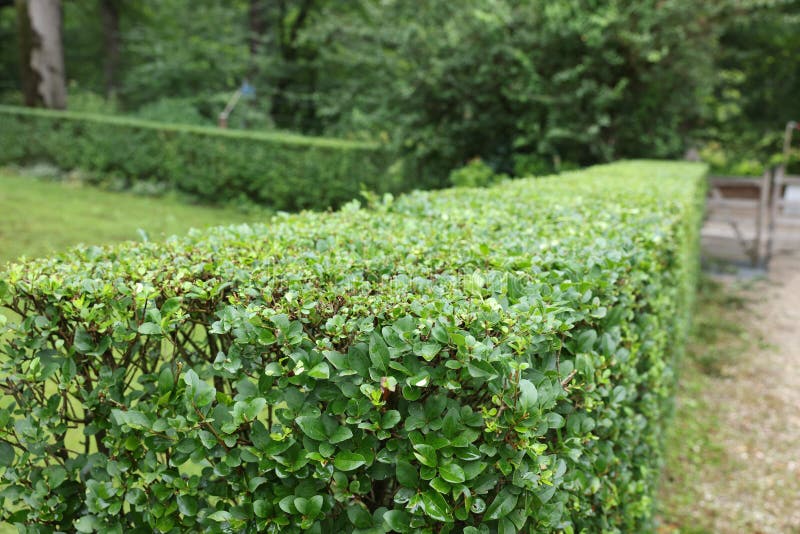 Beautiful Green Boxwood Hedge Outdoors. Landscape Design Stock Image ...