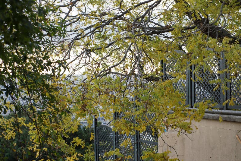 Beautiful Green Branch Tree in Paris Stock Photo - Image of park ...
