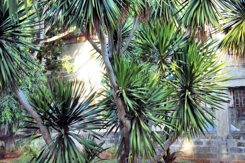 Beautiful Green Branches of a Tropical Tree . Palawan Island . Stock ...