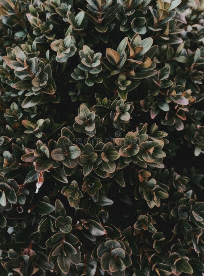 Beautiful green bush stock photo. Image of plant, herb - 213091954