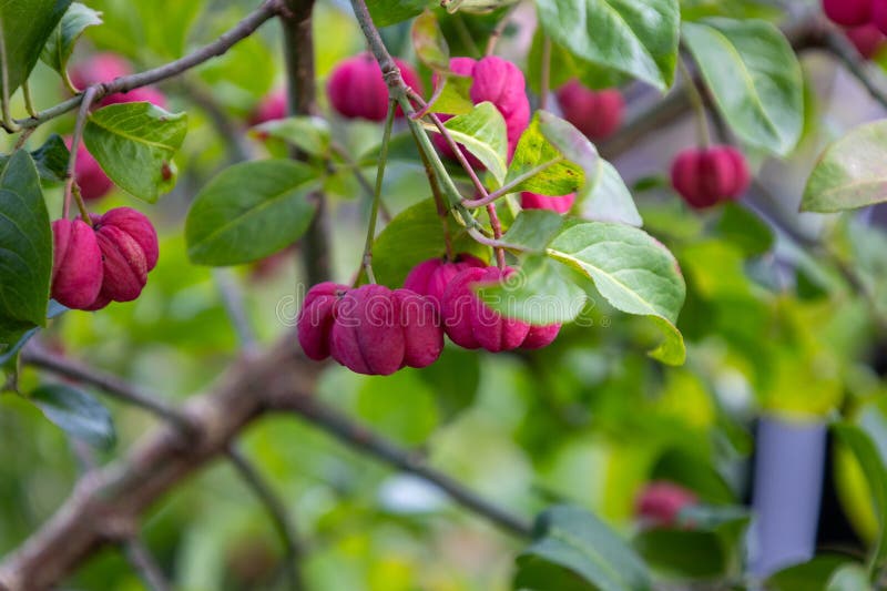 A Beautiful Green Bush with Red Berries in the Early Fall. Stock Photo ...