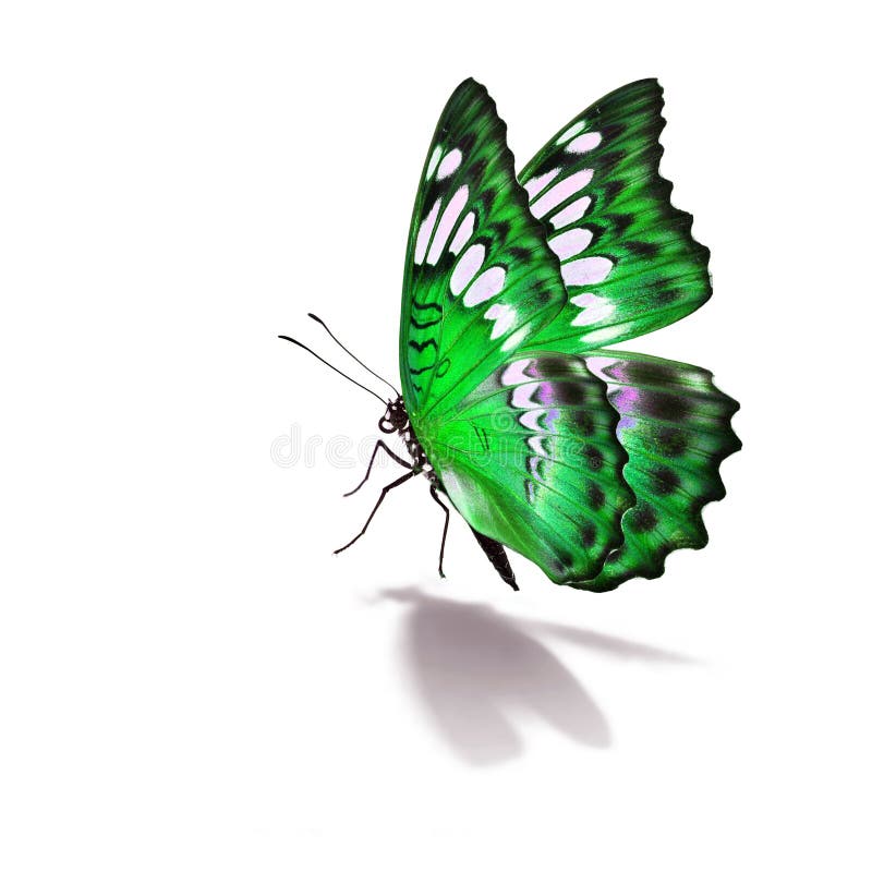Beautiful green butterfly stock image. Image of sitting - 269803739