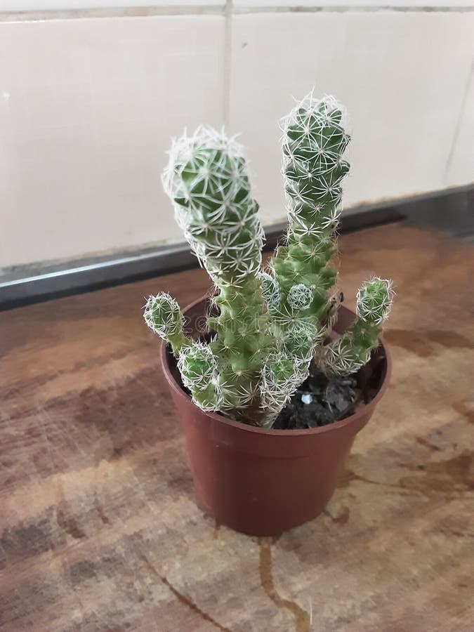 Beautiful Green cactus stock image. Image of twig, plant - 259557397