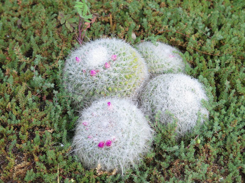 Cactus in the grass stock photo. Image of environment - 116756918