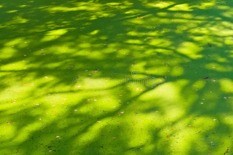 389 Green Algae Carpet Stock Photos - Free & Royalty-Free Stock Photos ...