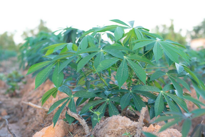 A Beautiful Green Cassava Tree in a Cassava Farm Stock Photo - Image of ...