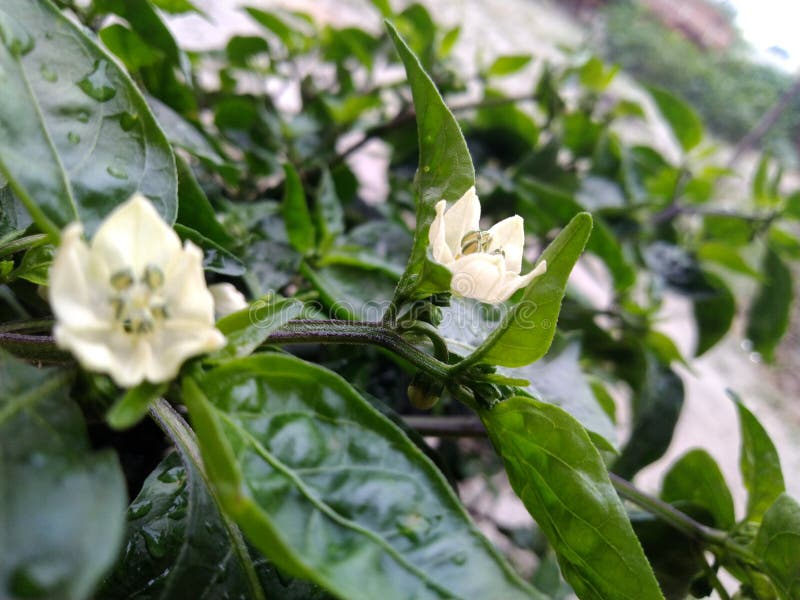 Beautiful Green Chilli Flower on Tree Stock Image - Image of chilli ...