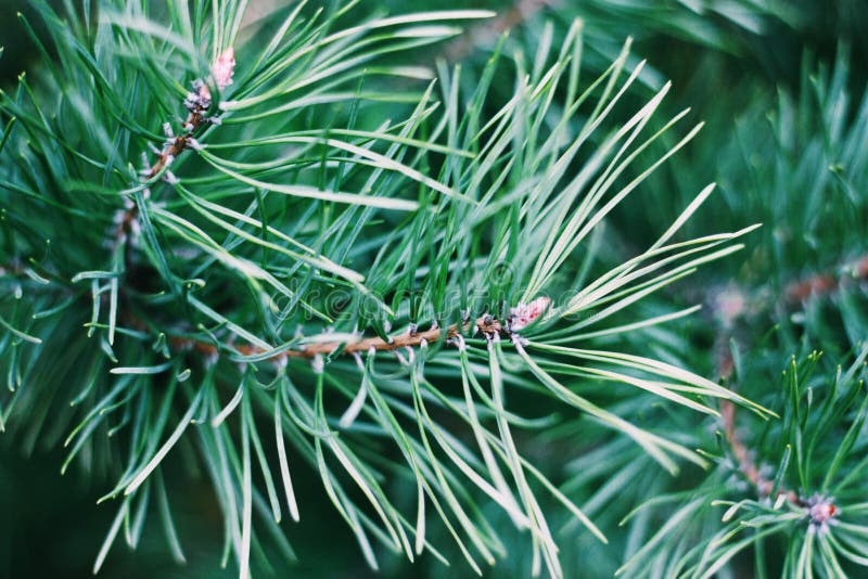 Beautiful Green Christmas Tree in the Forest View Stock Image - Image ...