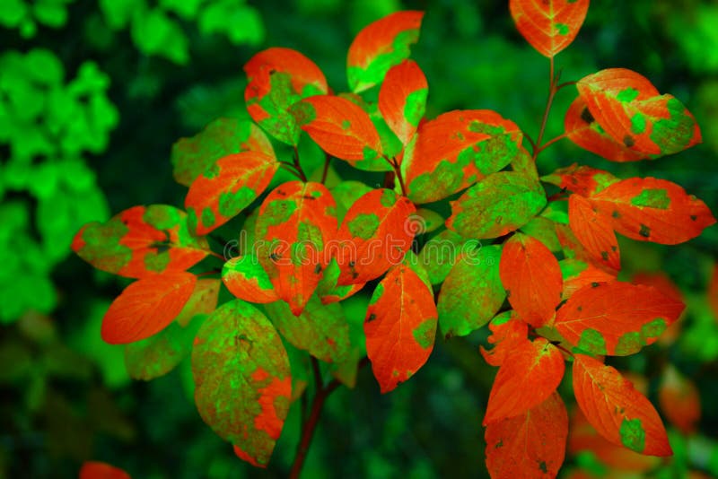 Beautiful green stock photo. Image of close, green, beautiful - 79830516