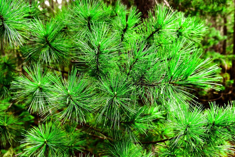 Beautiful green stock image. Image of beautiful, nature - 82265353