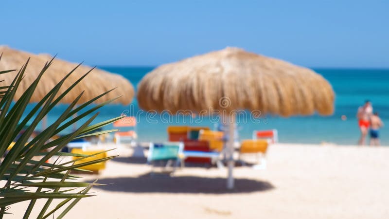 Beautiful Green Coconut Palm Tree Leaves Waving on Wind on Tropical ... Beautiful Green Coconut Palm Tree Leaves Waving on Wind on Tropical ...