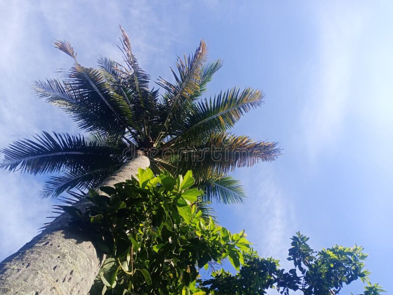 Beautiful Green Coconut Trees and Blue Sky Stock Photo - Image of ...