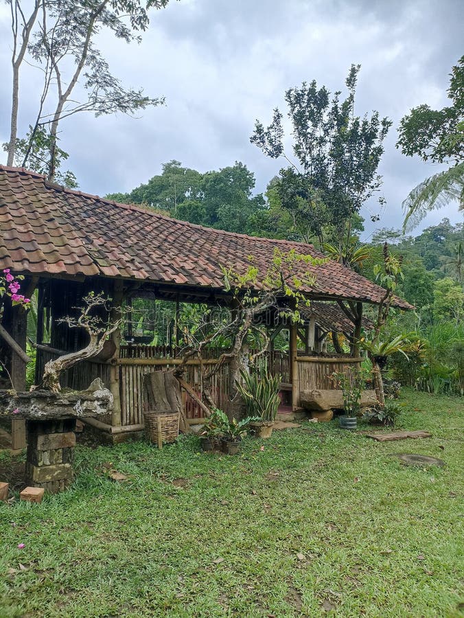 Beautiful Green Coffee Hut Filled with Trees Stock Image - Image of ...