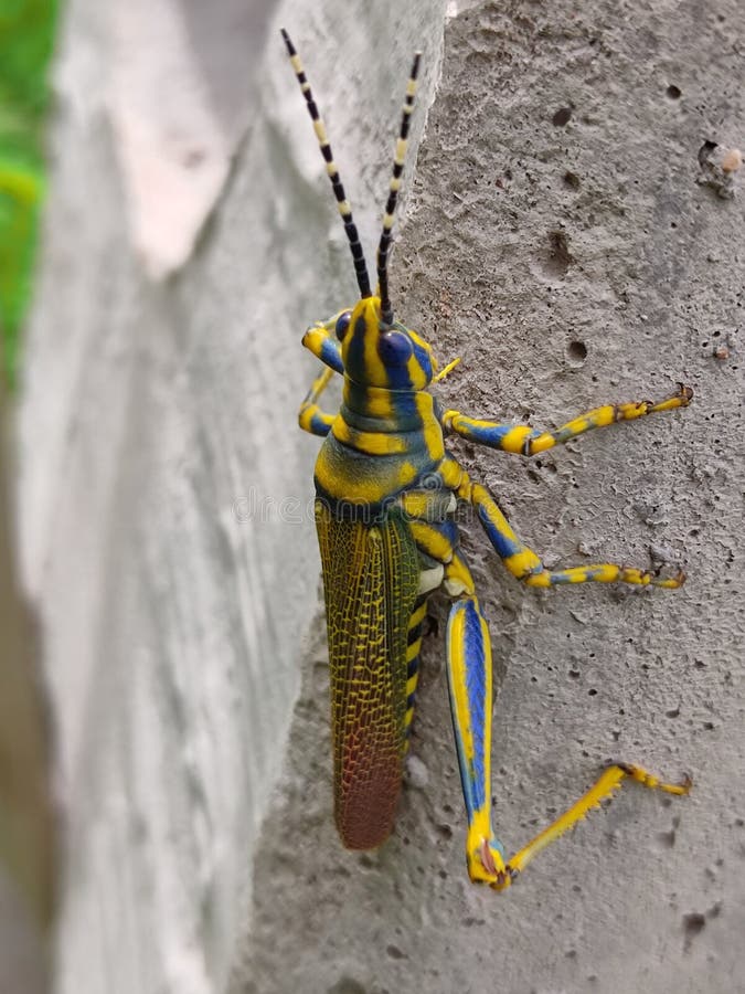 Beautiful Green Colored Grasshopper on in India Stock Photo - Image of ...