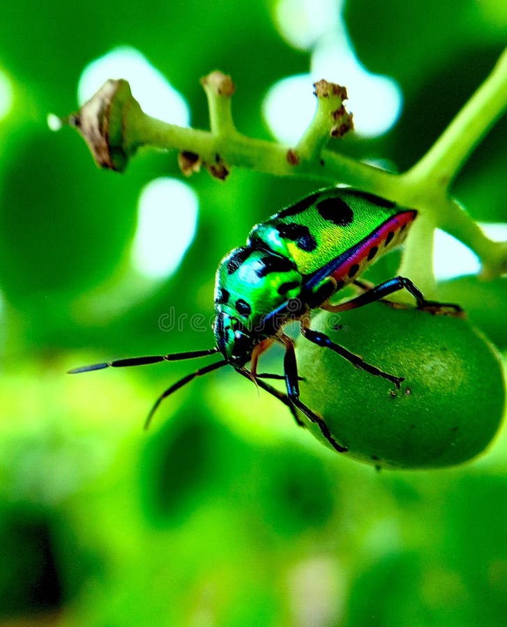 Beautiful Green Close Up Beetle on a Fruit Stock Image - Image of ...