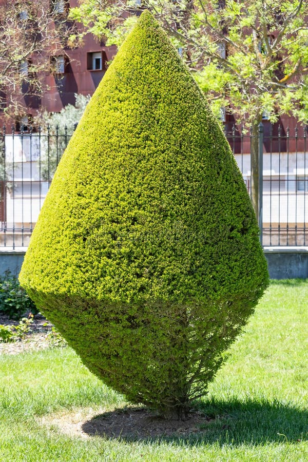 A Beautiful Cone-shaped Hedge Stock Image - Image of conical, hedgerow ...