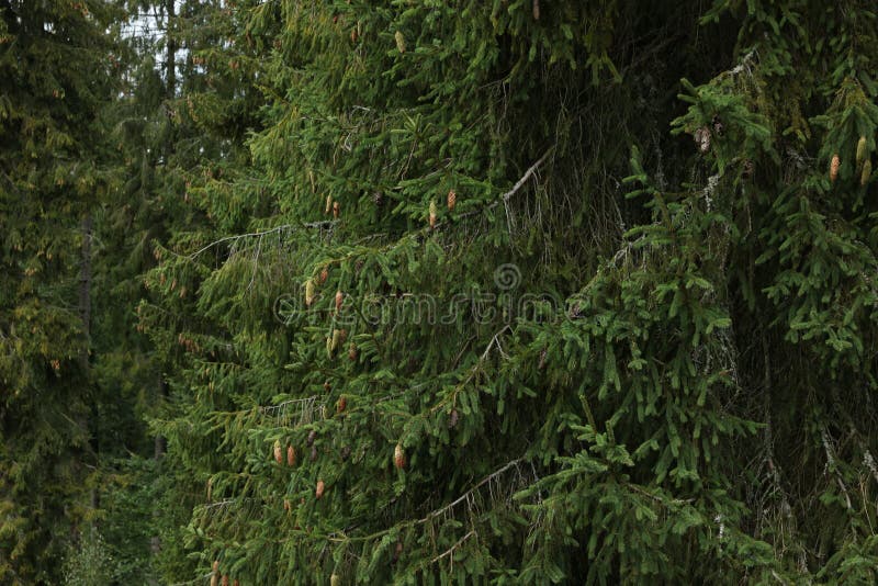 Beautiful Green Coniferous Trees with Cones in Forest Stock Photo ...