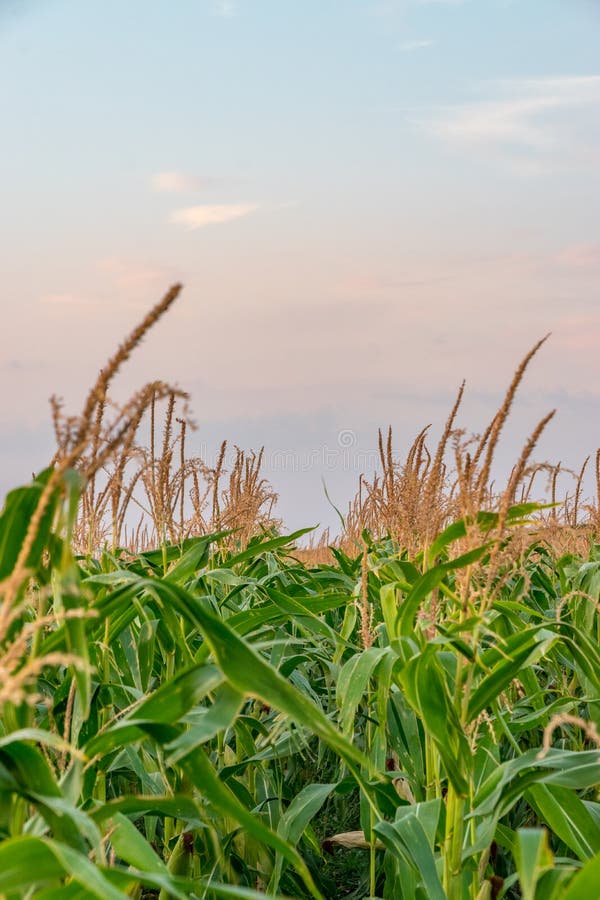 Beautiful Green Corn Field at Sunset. Corn Field at Sunset with ...