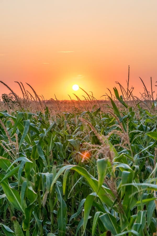Beautiful Green Corn Field at Sunset. Corn Field at Sunset with ...