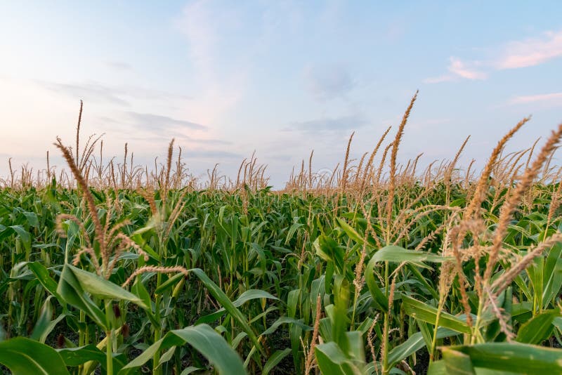 Beautiful Green Corn Field at Sunset. Corn Field at Sunset with ...